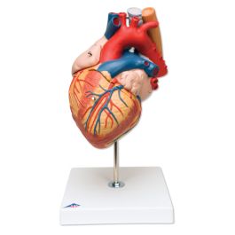 Hjerte 2:1 med øsofagus og trachea, fem deler | Legebutikken